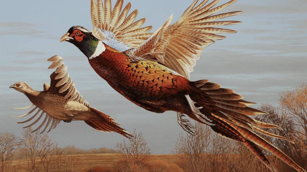 Winning Minn. 2011 pheasant stamp design unveiled | MPR News