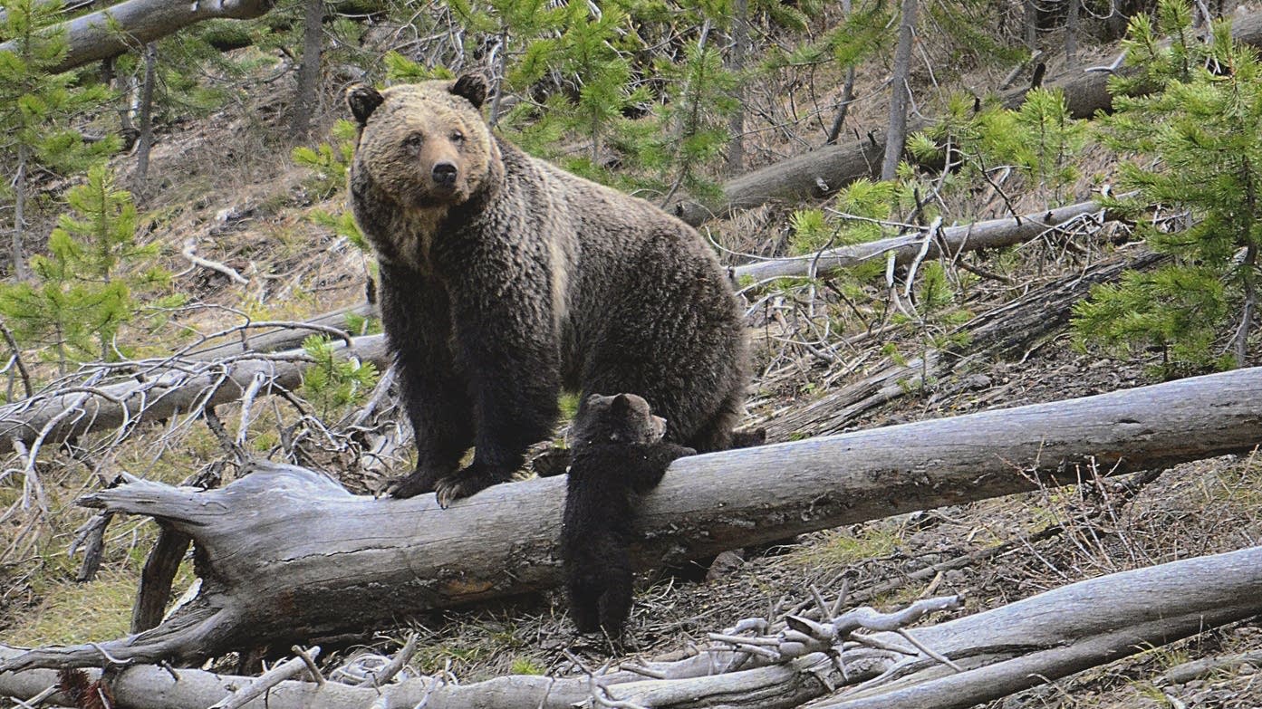 Grizzlies on the move in Rockies as plans for hunting are in limbo ...