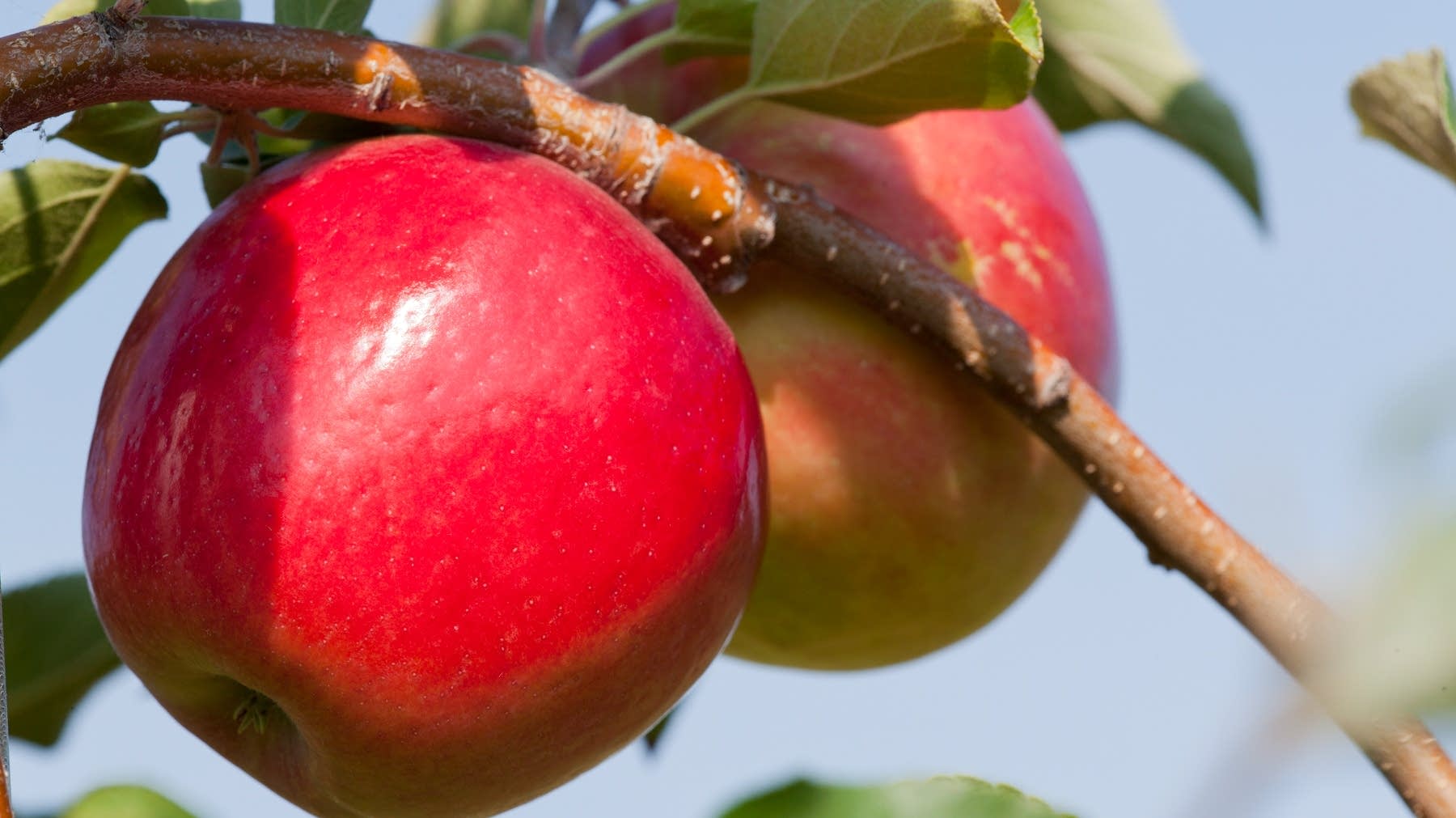 New apple variety debuts at State Fair | MPR News