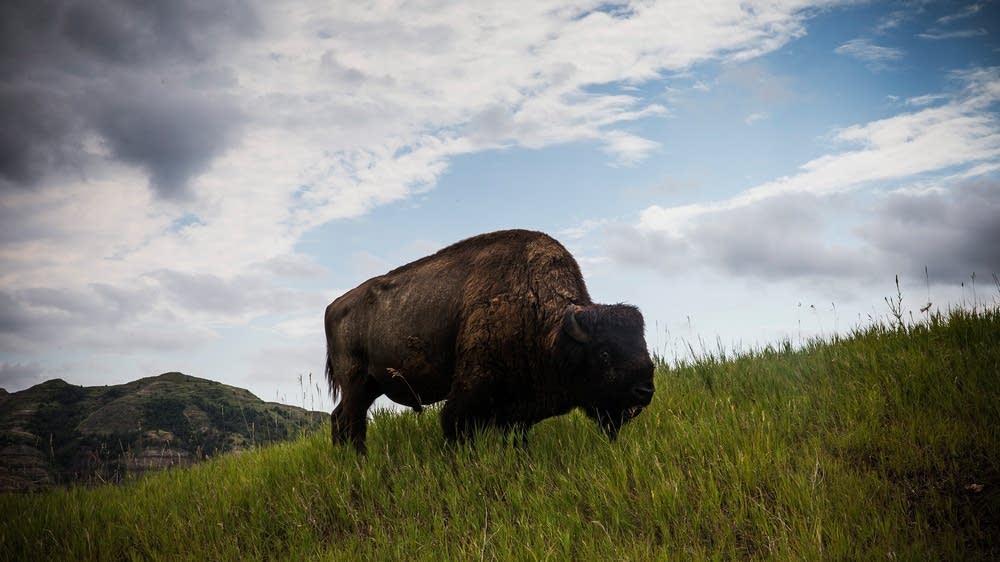 Minnesota woman injured by bison at Theodore Roosevelt National Park ...