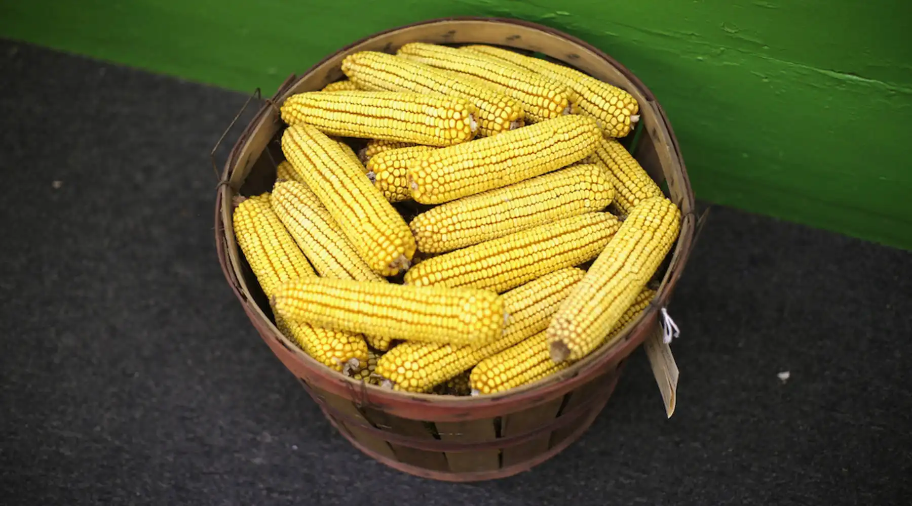 How too much corn spells trouble far beyond the fields