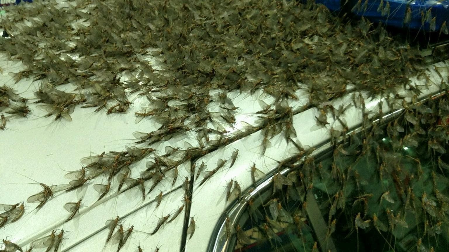 Mayfly season begins in the Midwest | MPR News