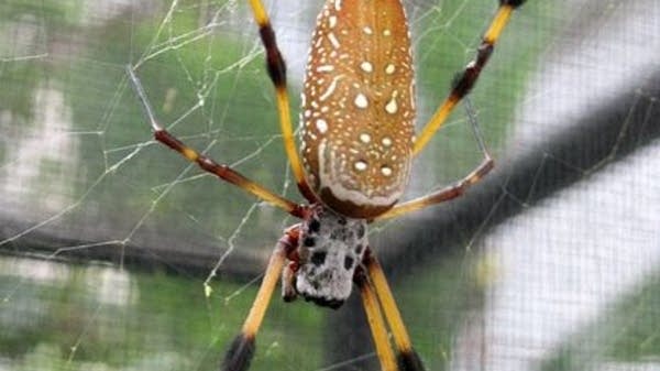 Spider webs in your computer | MPR News