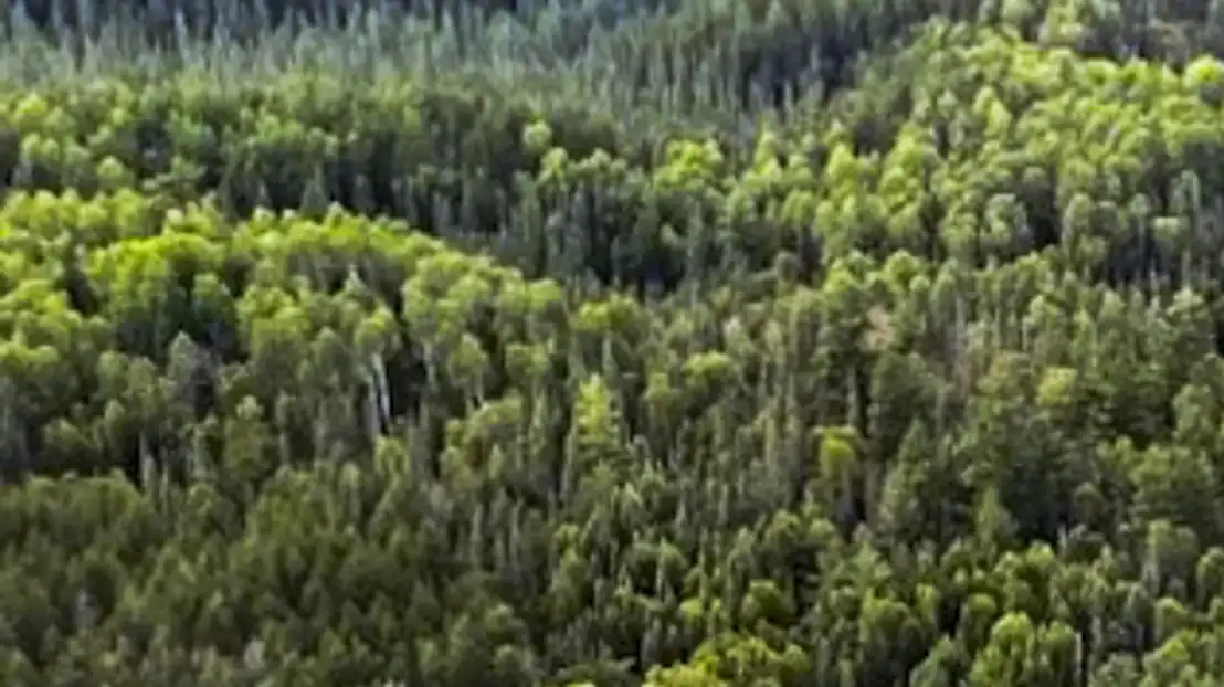 Crews battling small wildfire in Superior National Forest southeast of ...