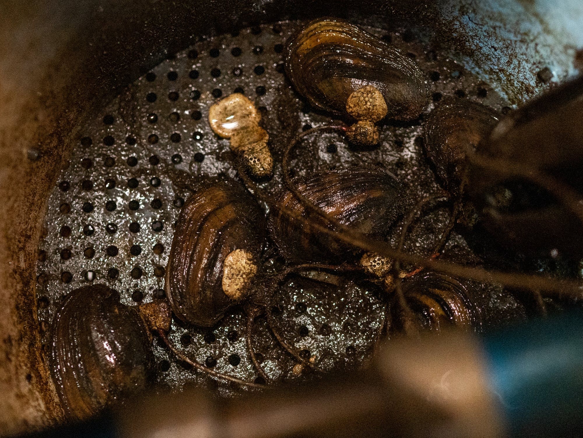 Minnesota's native mussels: Still in peril, but signs of hope | MPR News