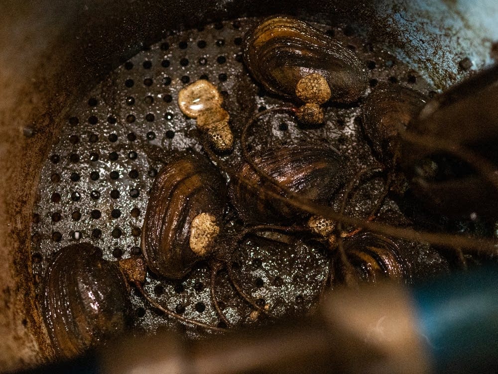 Minnesota's native mussels: Still in peril, but signs of hope | MPR News