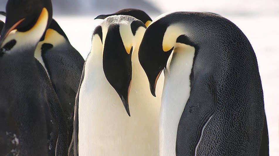 Emperor penguins more numerous than assumed, U of M satellite ...