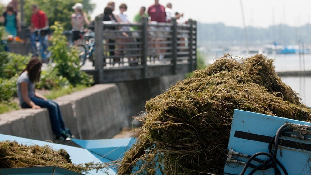 Weeds clog Minnesota lakes earlier this year | MPR News