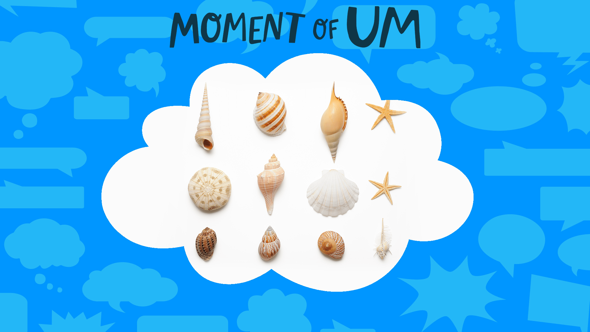 How Do Shells Get Their Shape Moment Of Um