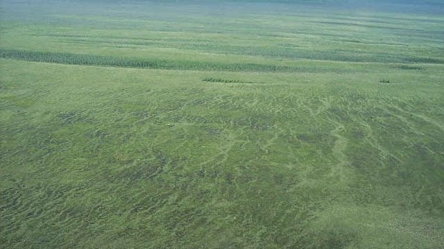 Slideshow: A walk in the big bog | MPR News