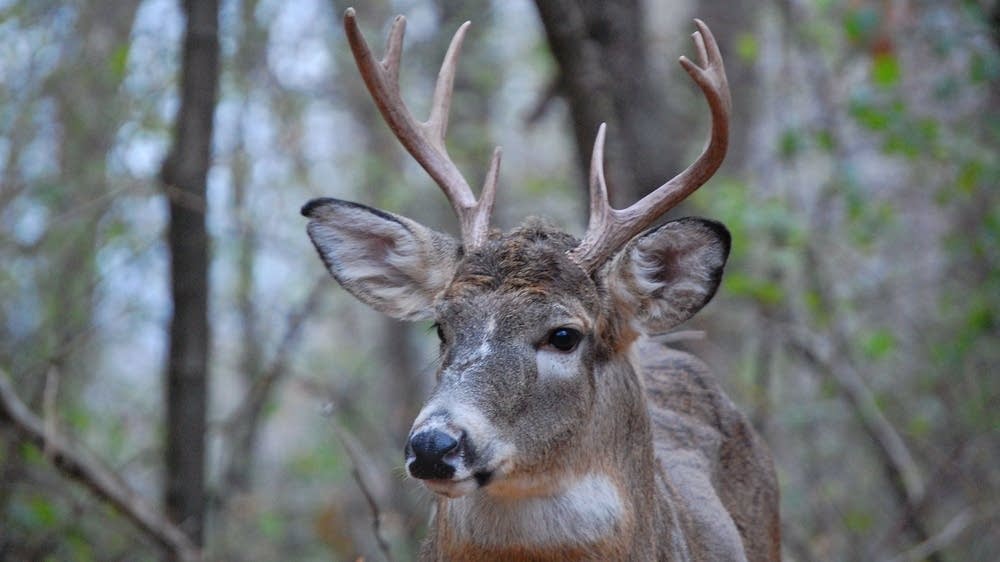 New testing finds that CWD appears to be spreading | MPR News