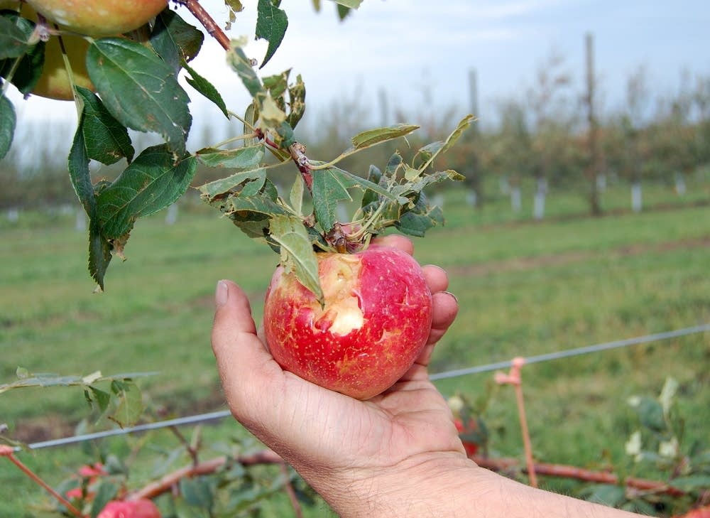 Storm damages Wright County apple orchard | MPR News