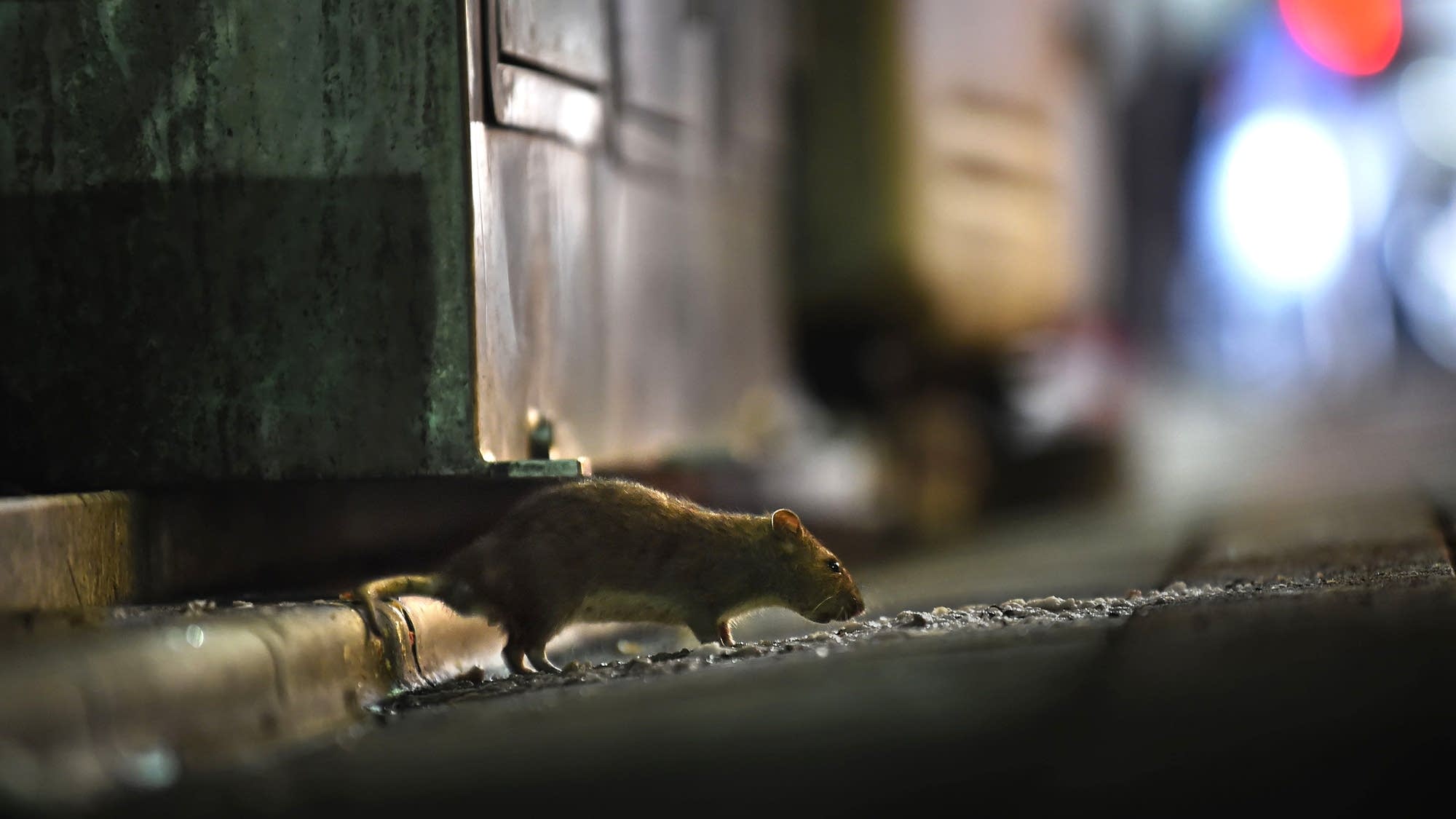 New York City is using a new tool to deal with its rat problem ...