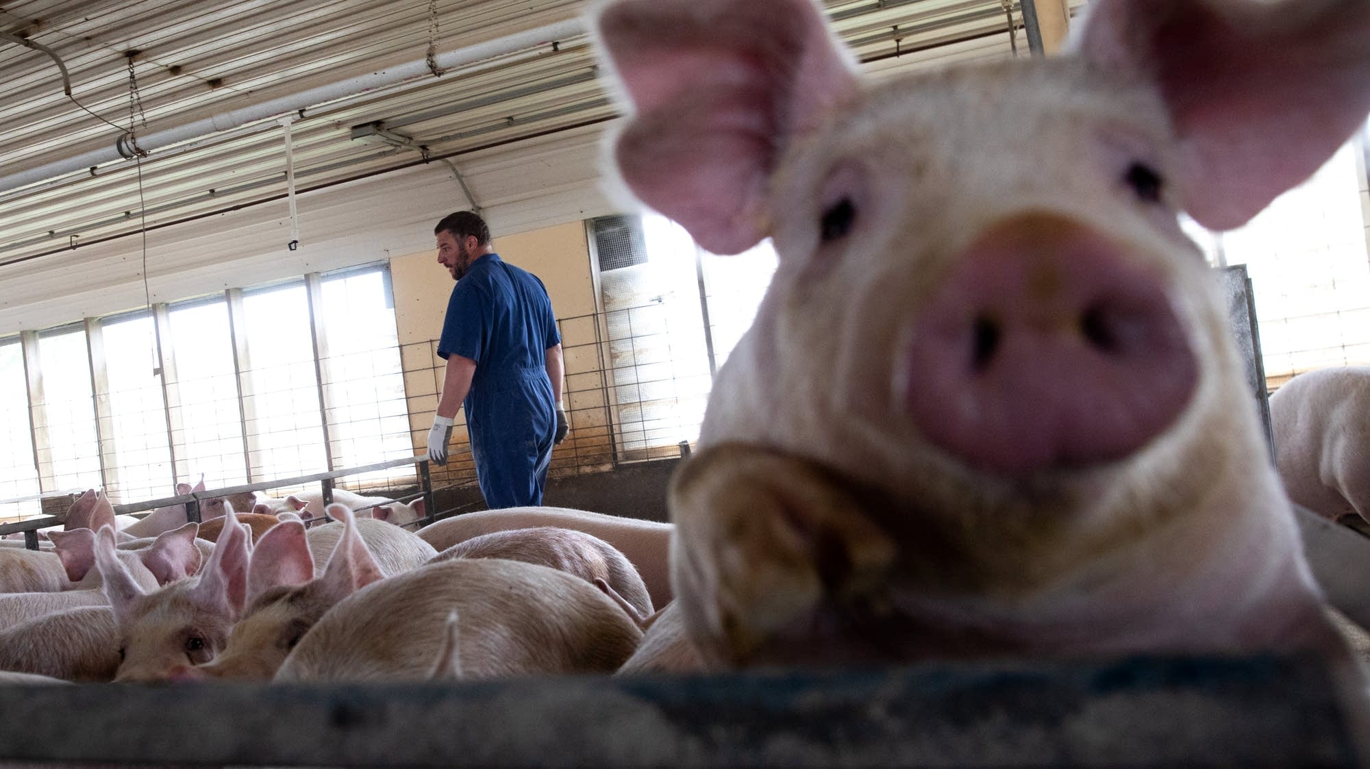 Supreme Court backs California law for more space for pigs | MPR News