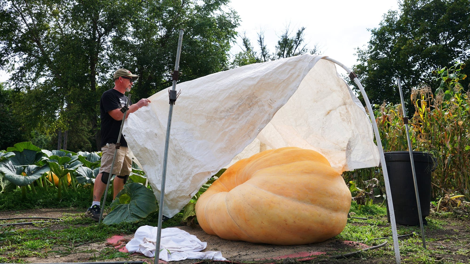 Midwesterners are raising giant pumpkins | MPR News