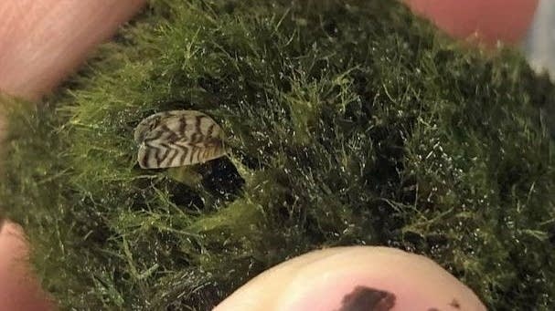 Zebra mussels discovered on aquarium plants at Minnesota pet stores ...