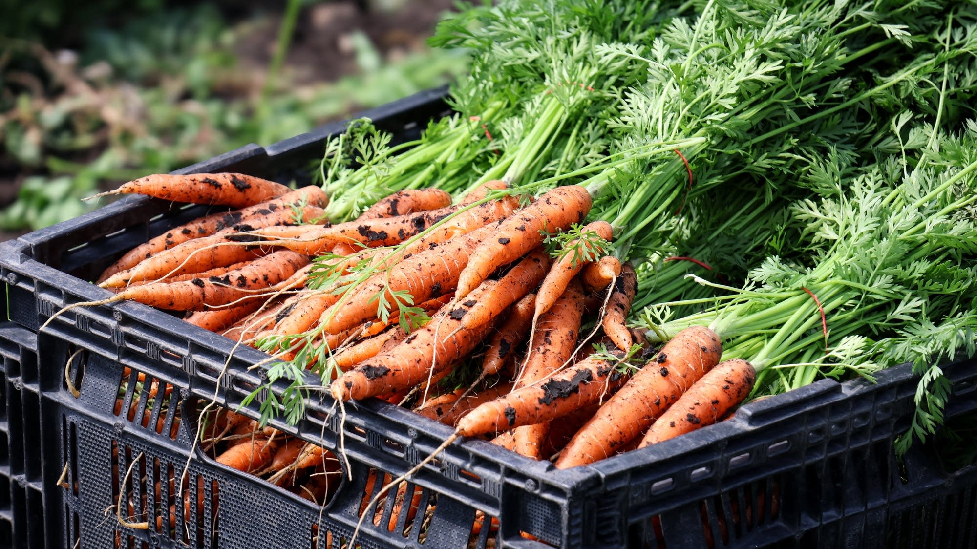 Minnesota SNAP recipients worry about hunger while political battle ...