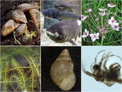 Eyes under the water: Volunteers help Great Lakes scientists find ...