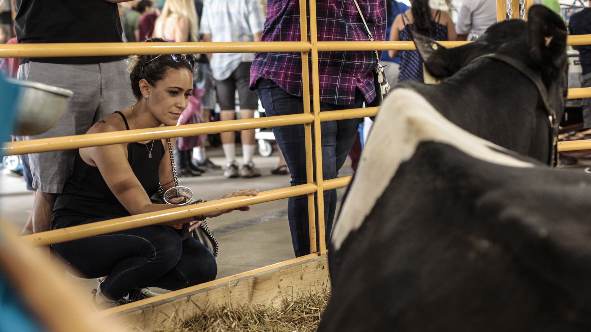 Birthing cows and newborn calves will be absent from the Minnesota ...