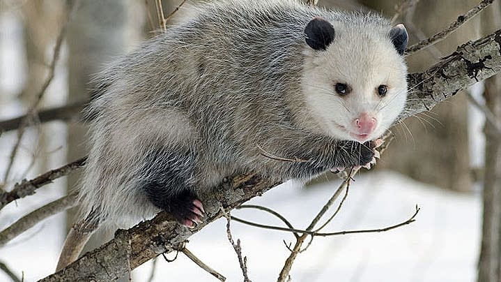 Minnesotans note a new neighbor: the Virginia opossum | MPR News