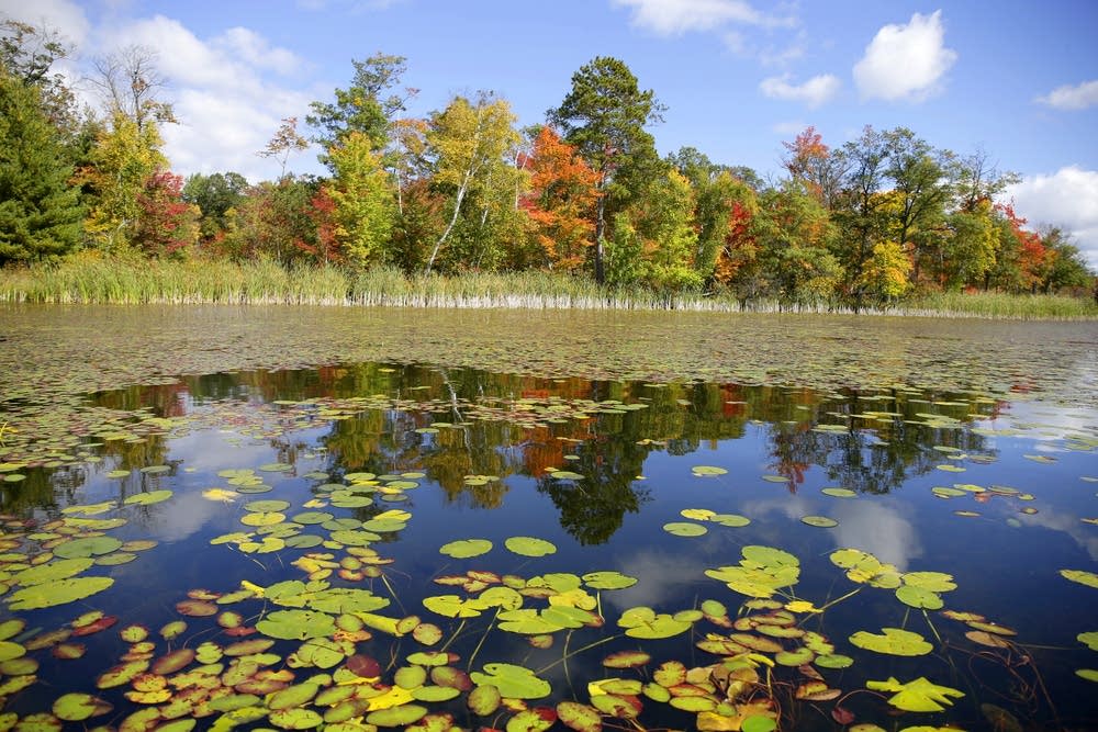 How the drought is impacting Minnesota's fall colors; and leaf-peeping ...