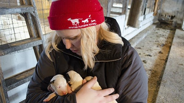 Nearly 50 dogs rescued from farm soon ready for adoption | MPR News