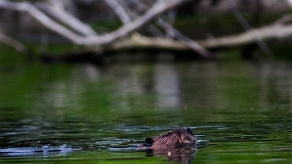 Humans vs. beavers: The battle of 1993 | MPR News