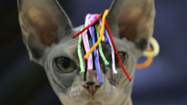 Your pet questions answered | MPR News