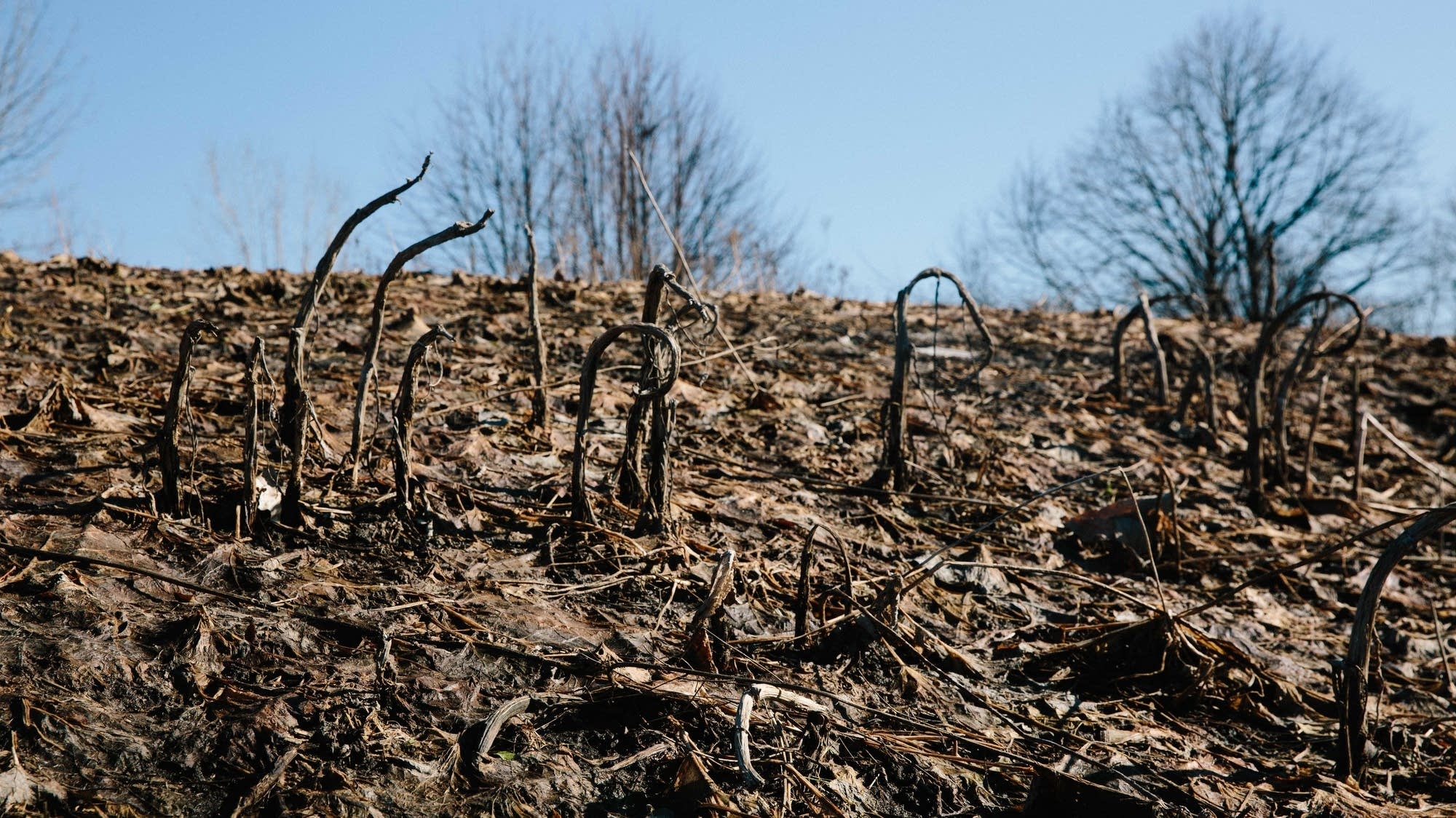 Heading south: Warming to change how U.S. cities feel in 2080 | MPR News