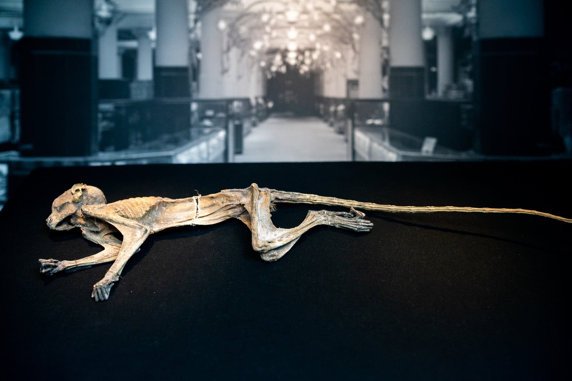 Mummified 'Dayton's Monkey' finds new resting place at the Science ...
