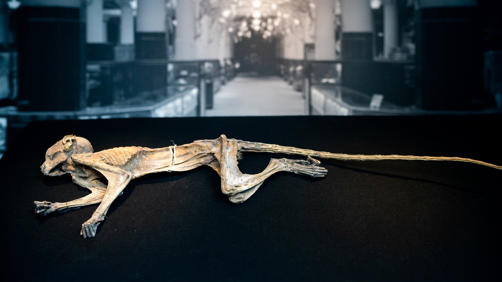 Mummified 'Dayton's Monkey' finds new resting place at the Science ...