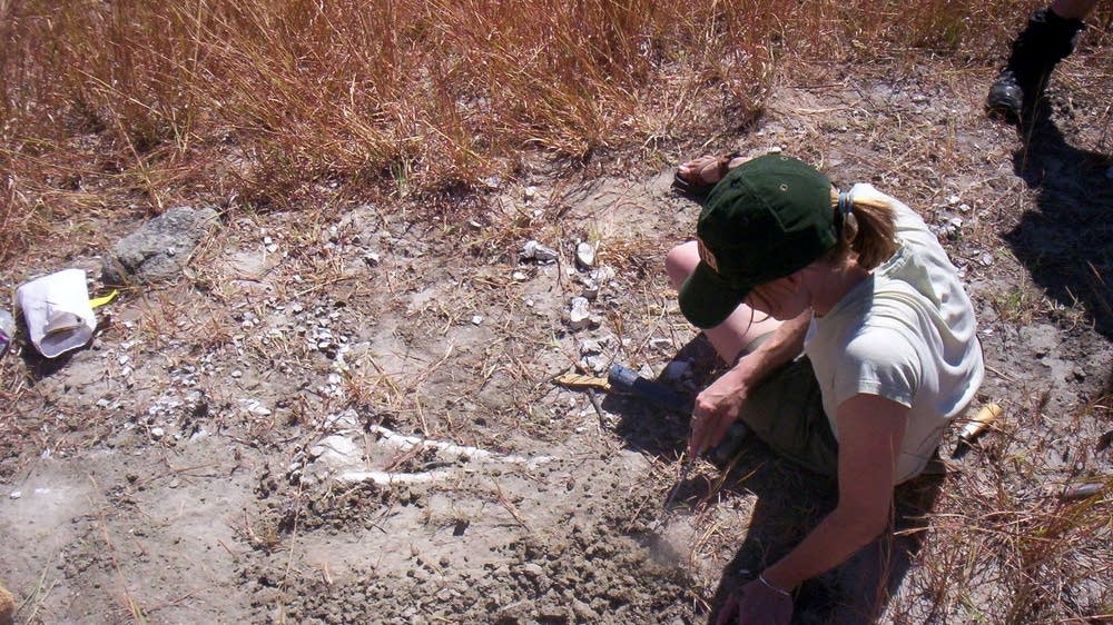Secrets of dinosaurs locked in the bones | MPR News