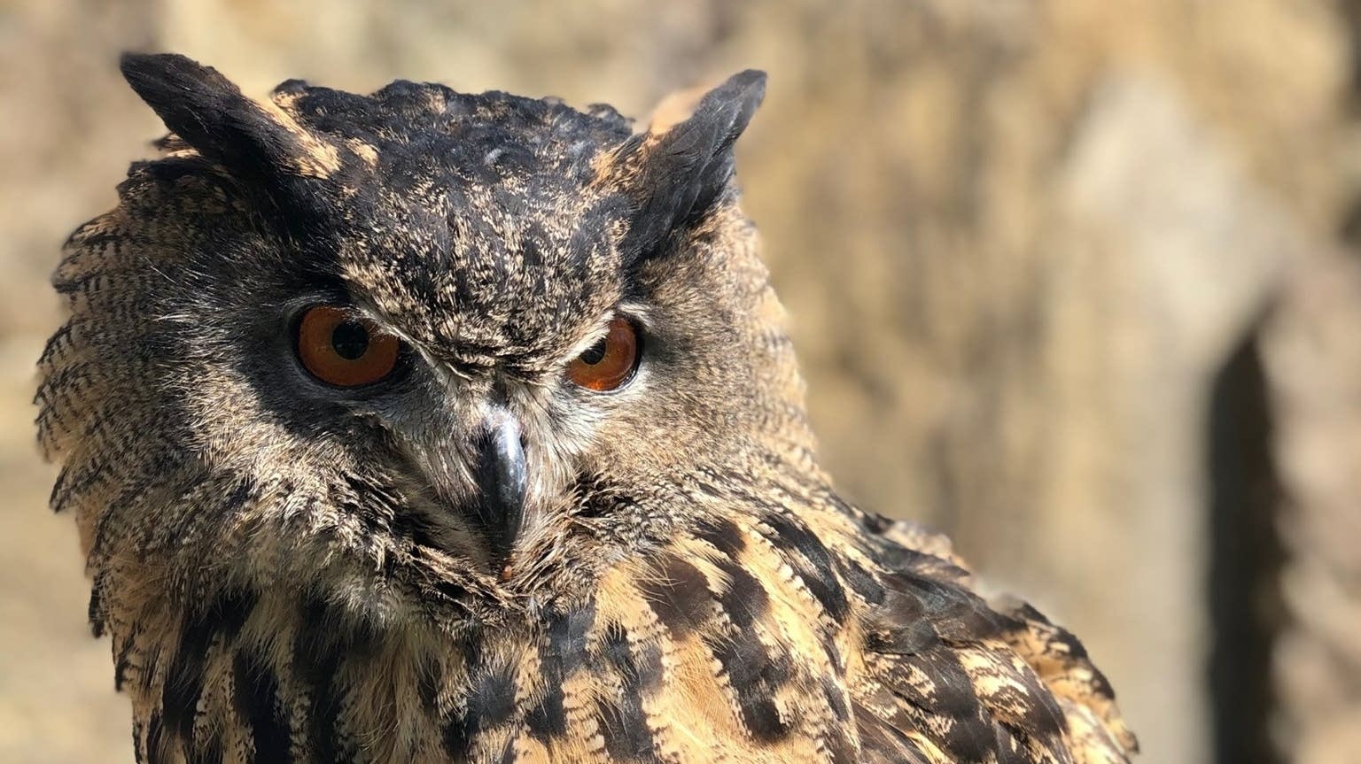 Minnesota Zoo's missing owl, Gladys, has died | MPR News