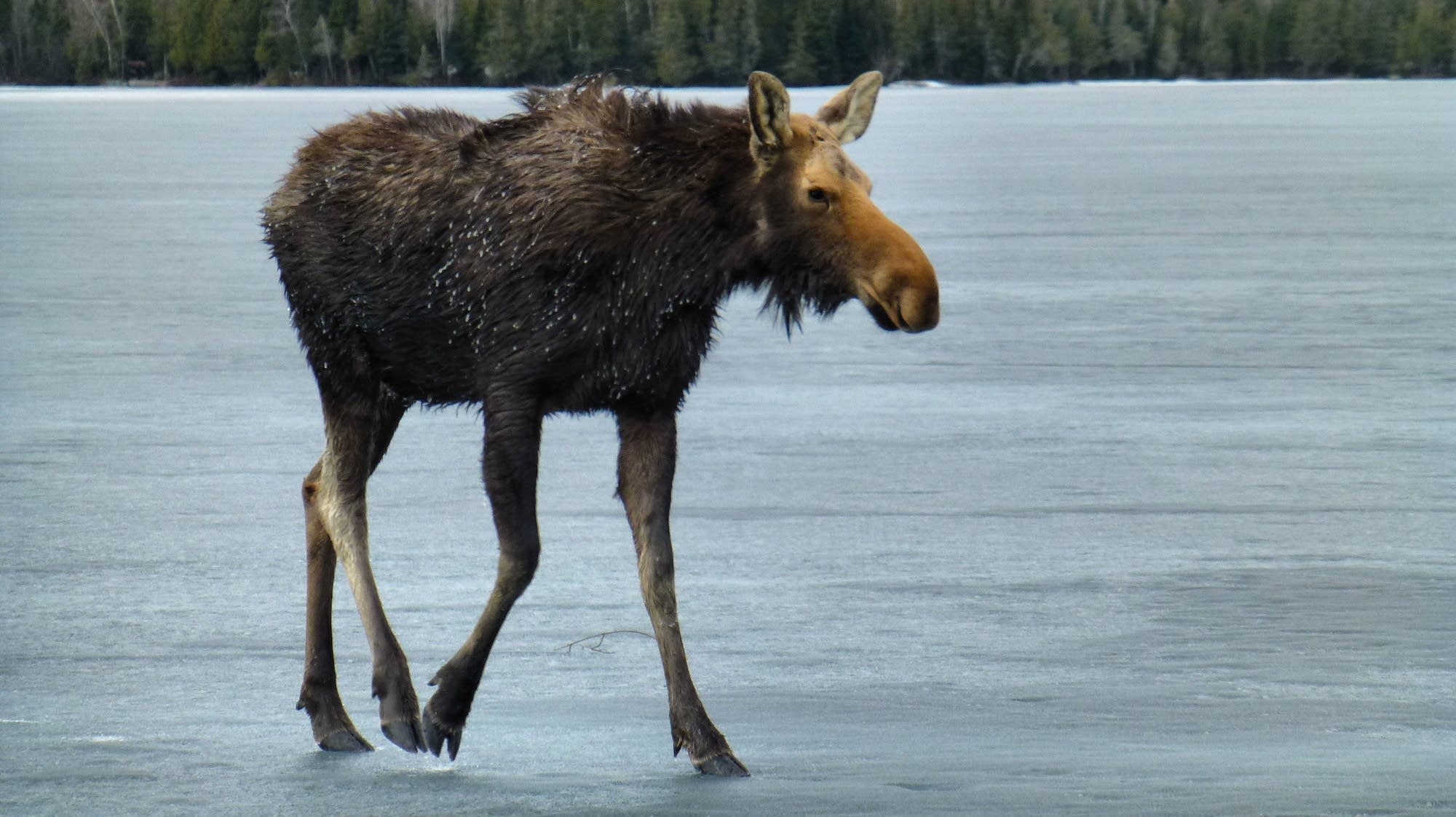 U researchers raise money to investigate moose brainworm mystery | MPR News