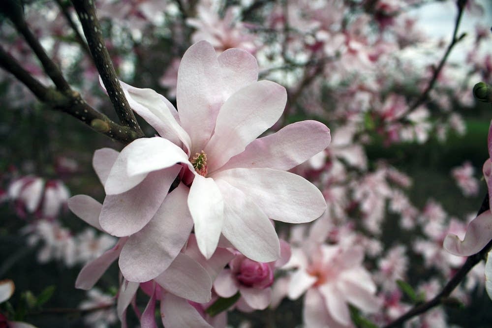 Rebecca Kolls' spring gardening tips | Minnesota Public Radio News