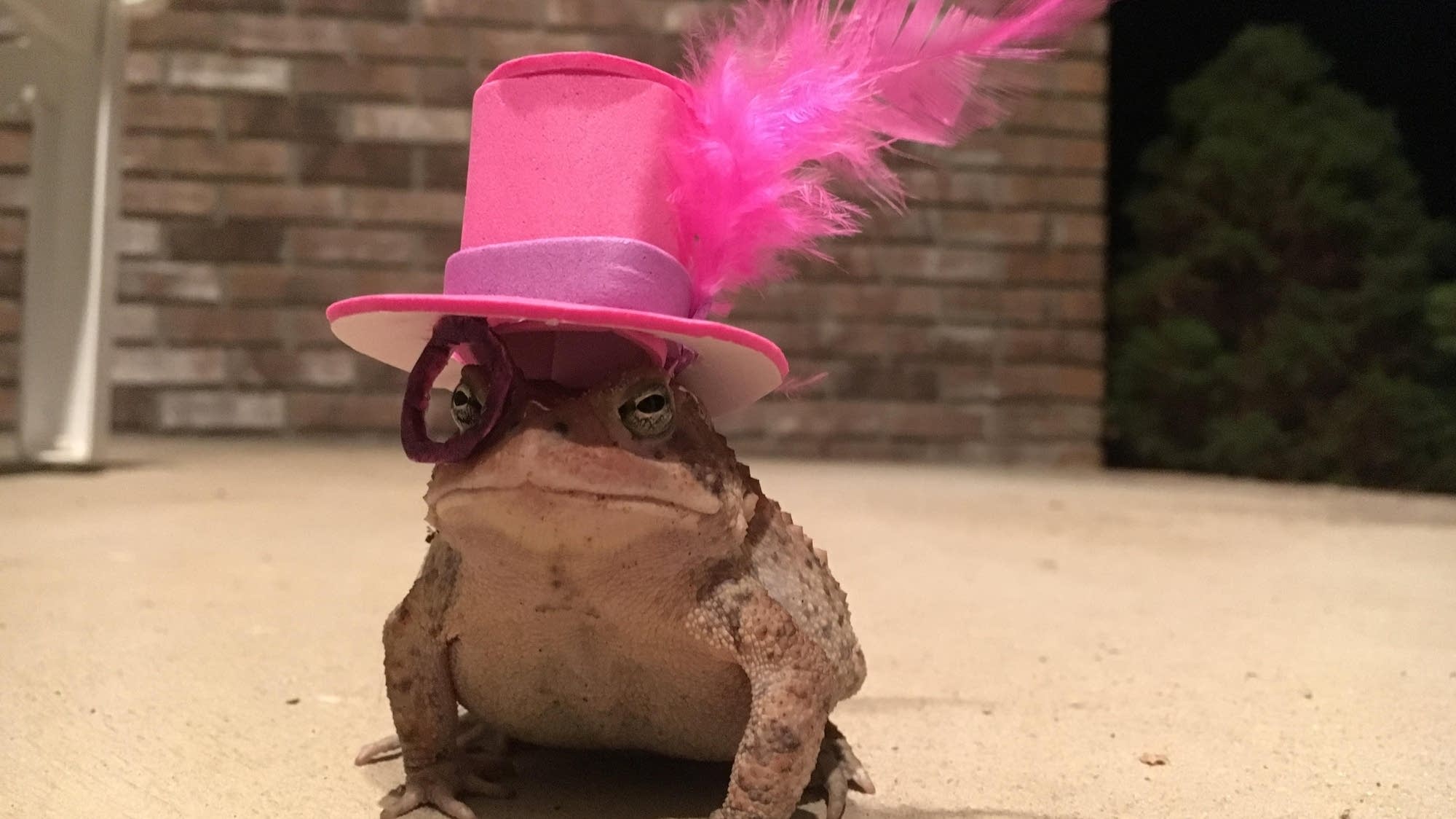 When life gives you toads, make toad hats | MPR News