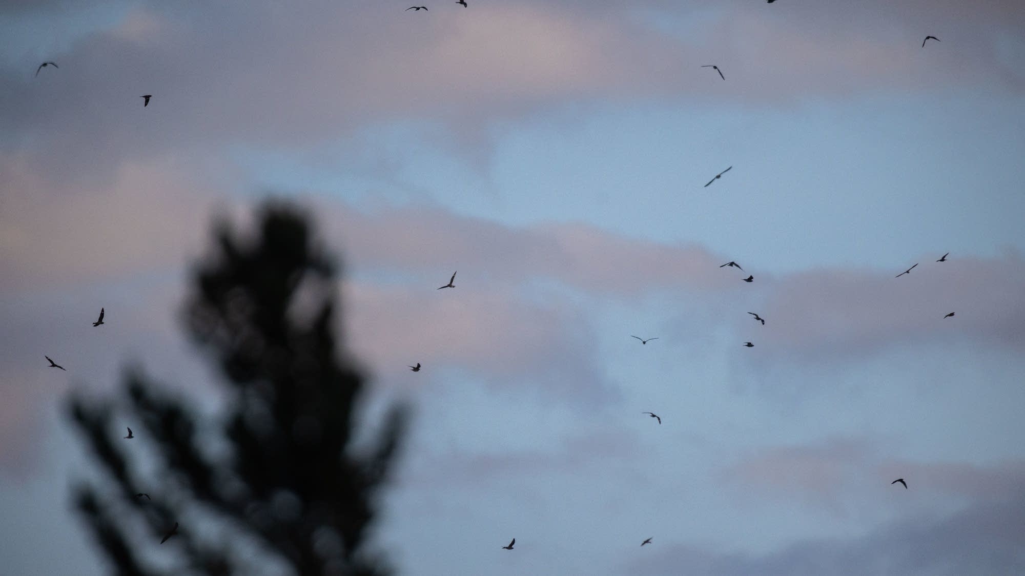 For 2 weeks every August, Duluth is the nighthawk capital of the world ...