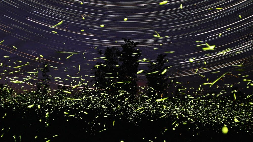 Backyard volunteers helping track firefly numbers | MPR News