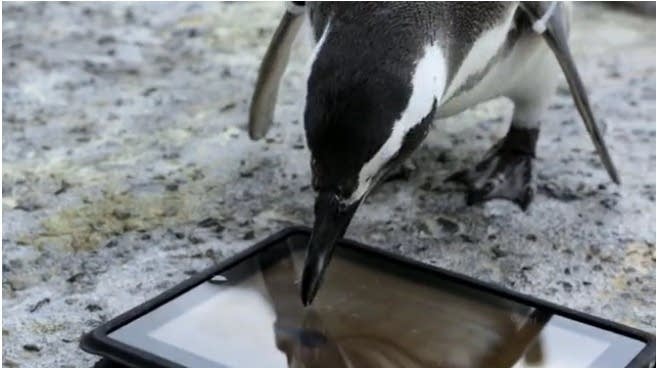The Throbbing Hive with Wits' John Moe: Penguins Playing on iPads