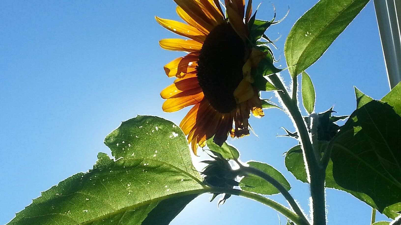 Bye-bye meteorological summer, hello major Hurricane Irma | MPR News