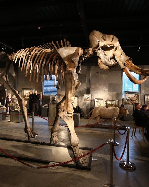 Woolly Mammoth Museum Ipswich Museum Awarded £110,000 For Woolly
