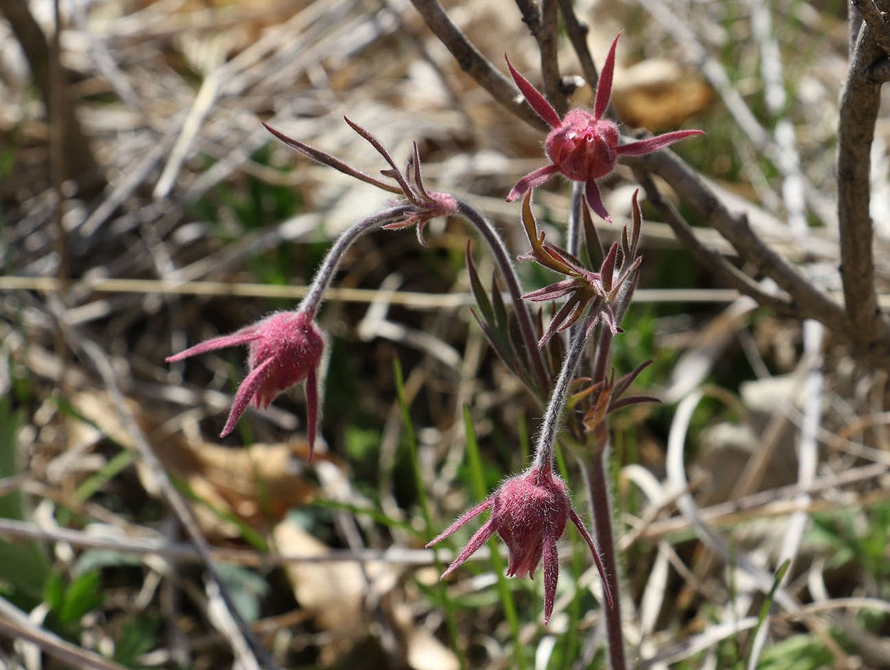 Photos: Spring wildflowers in Minnesota | MPR News