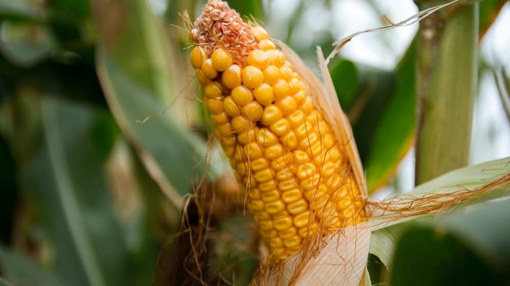 Breeders offering corn that's picky about pollen | MPR News