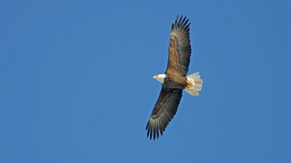 Bald eagles migrating back to Minnesota as waters open up | MPR News