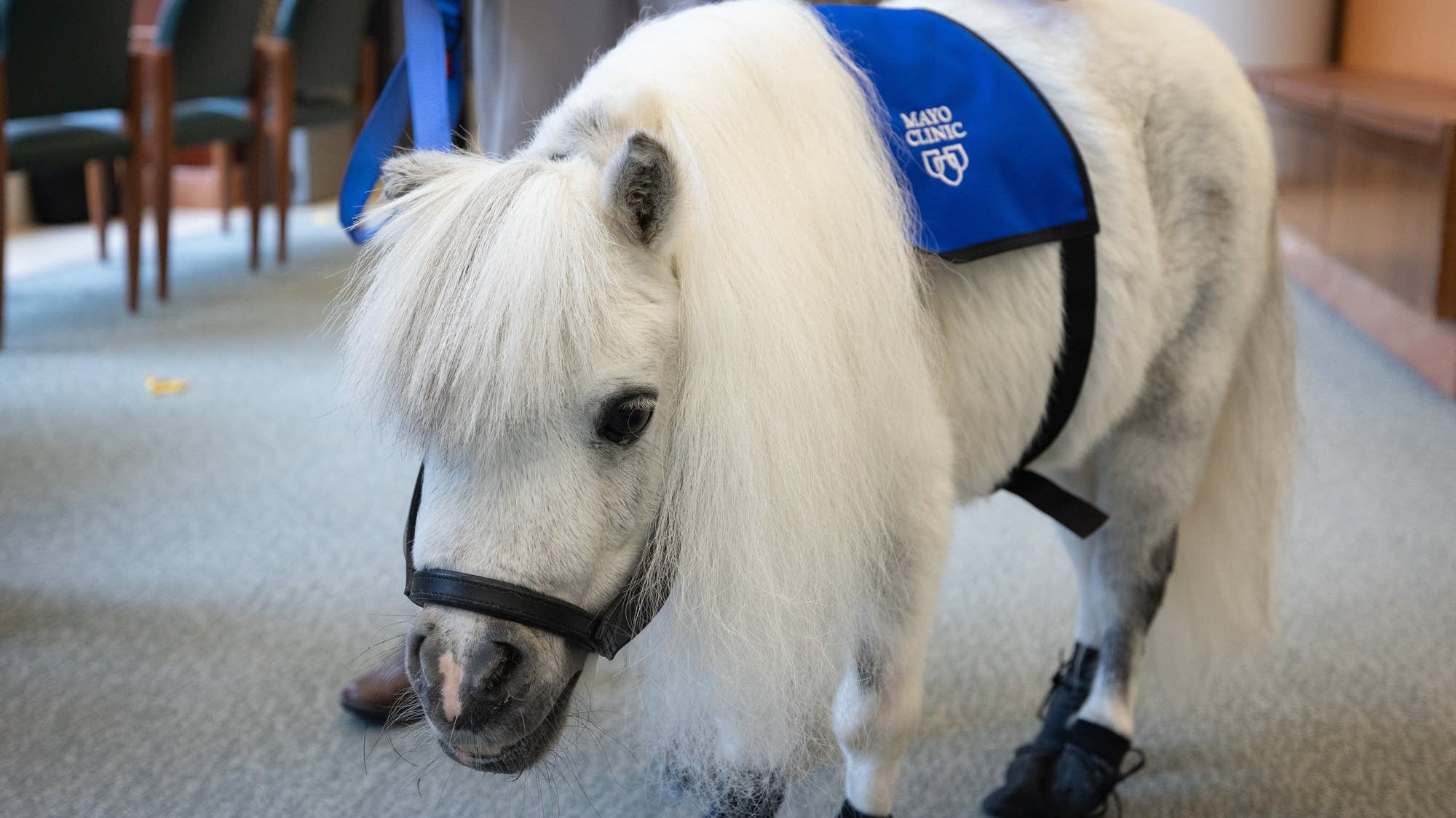 Meet Munchkin, Mayo's new therapy miniature horse | MPR News