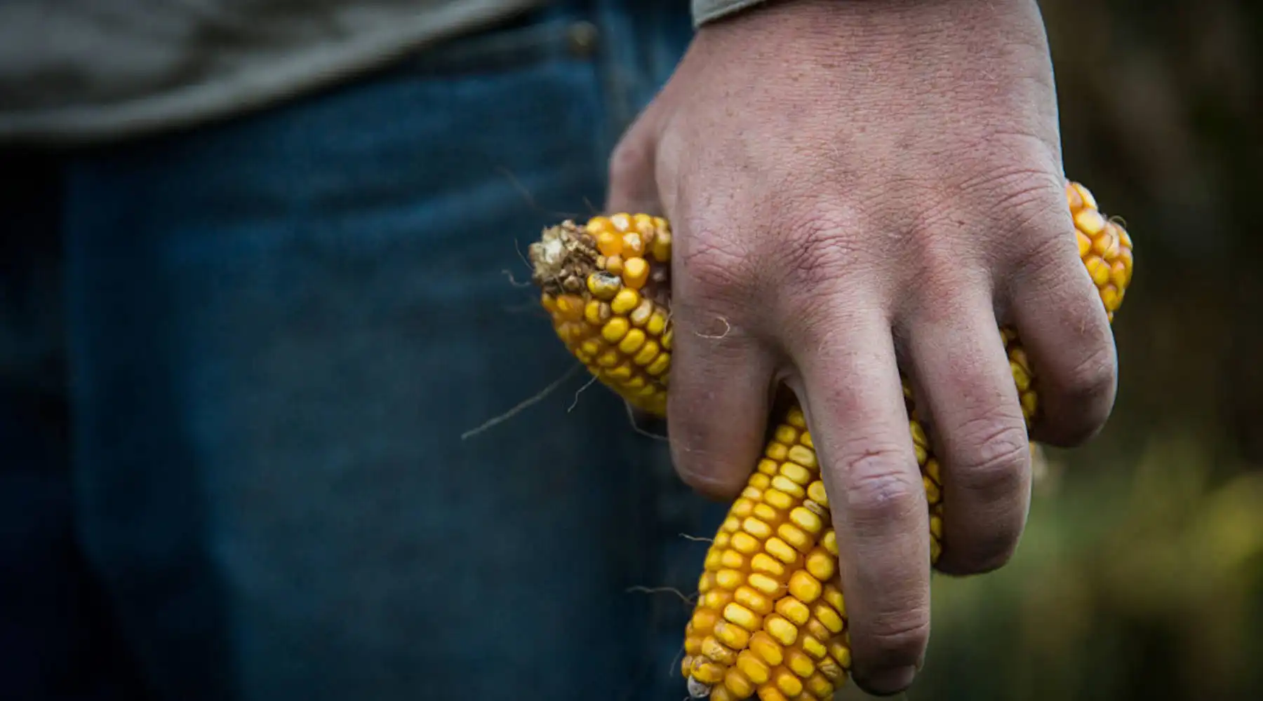 A Mexican movement pushes back against U.S. corn