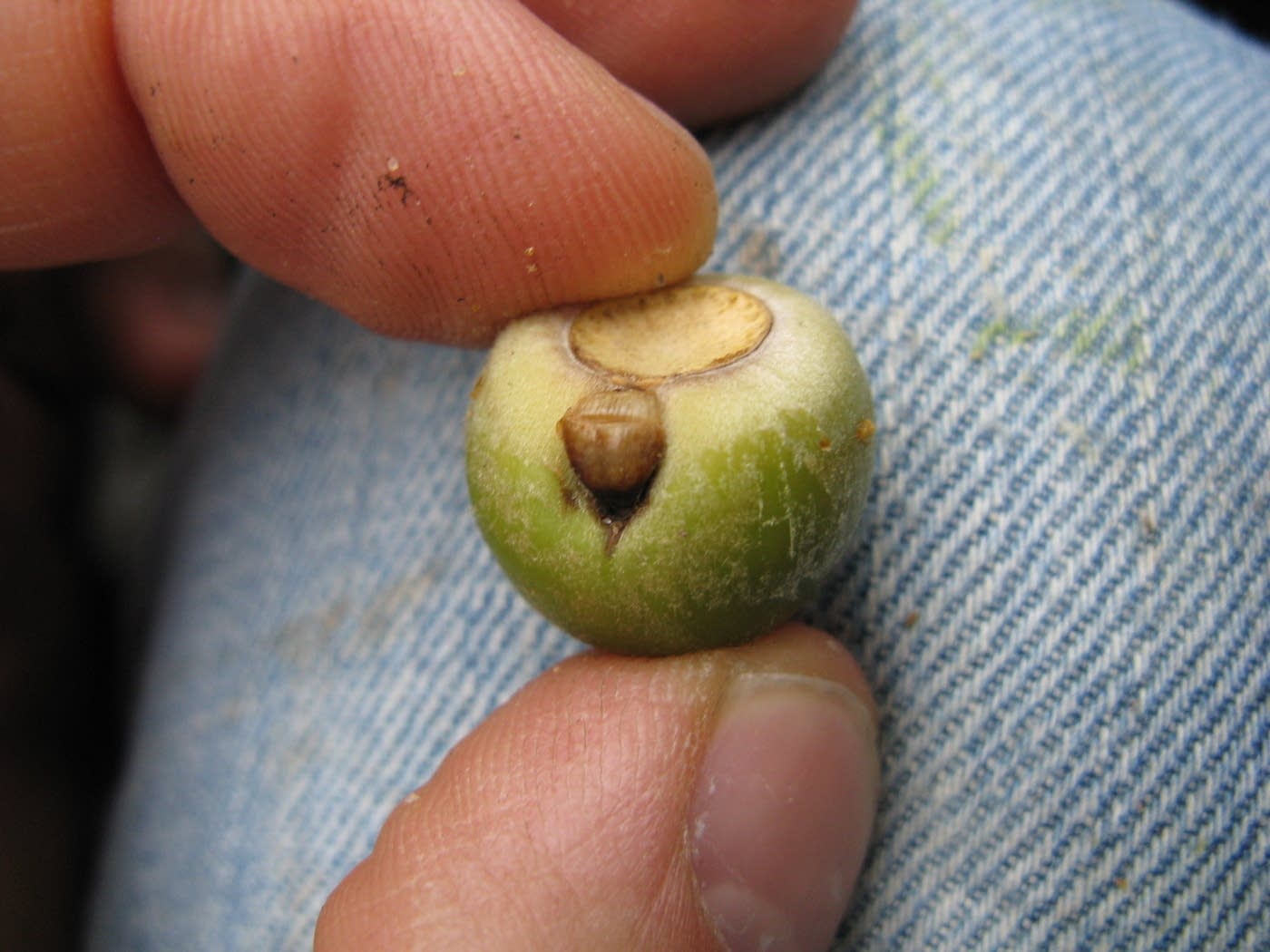 Seeing a lot of acorns on the ground already? Tiny wasps are to blame ...