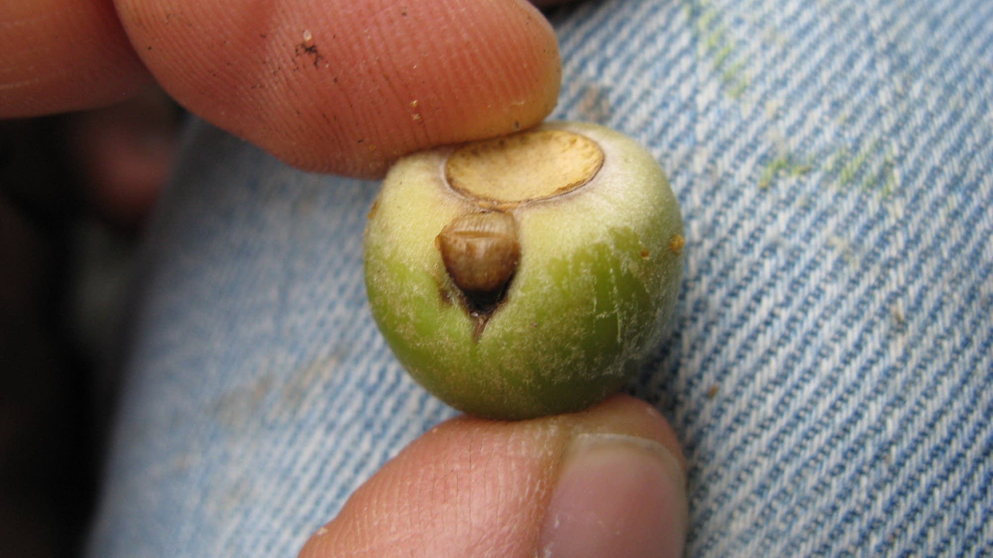 Seeing a lot of acorns on the ground already? Tiny wasps are to blame ...