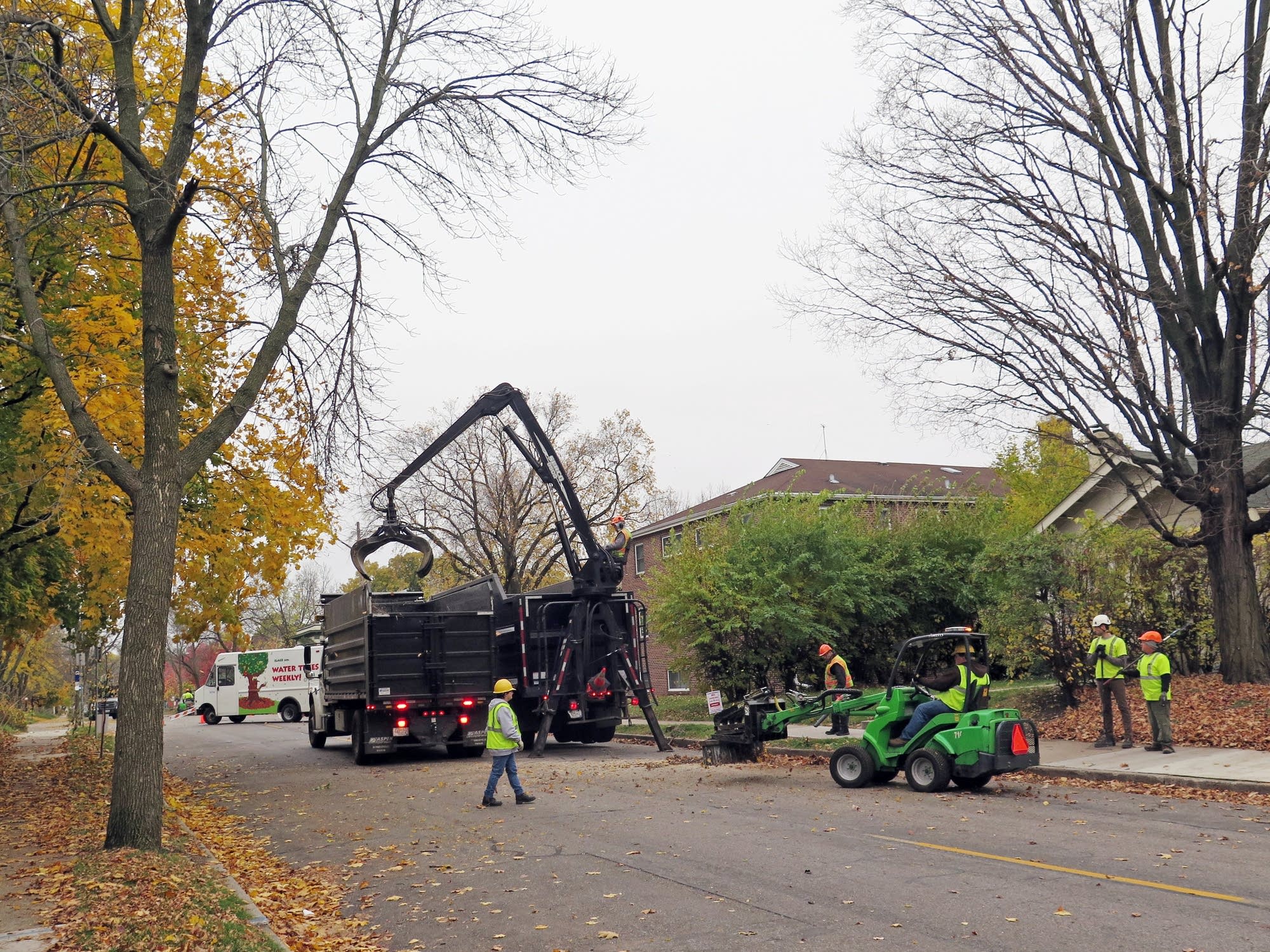 Why We Need Trees In Minnesota Cities MPR News why-we-need-trees-in-minnesota-cities-mpr-news