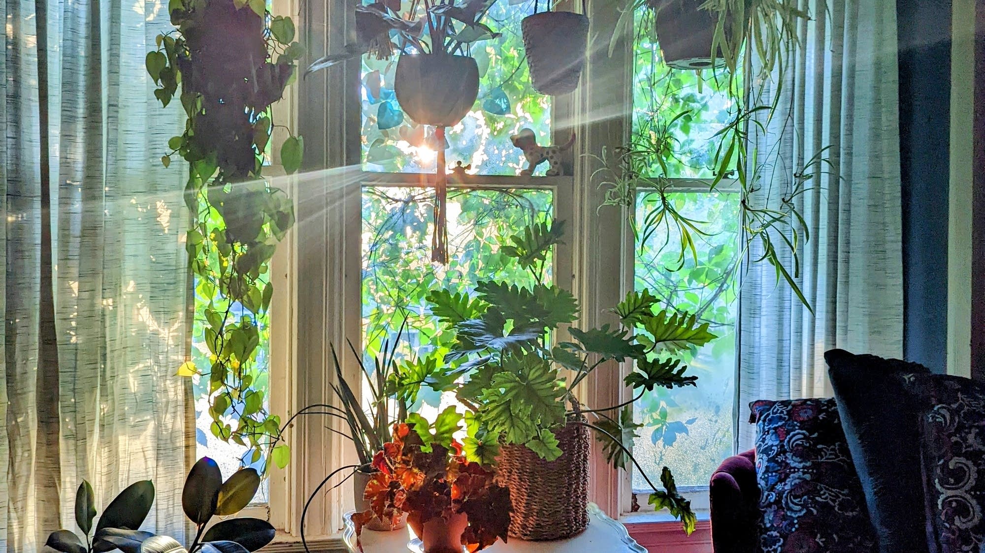 Everything you need to know about houseplants from two Minnesota ...